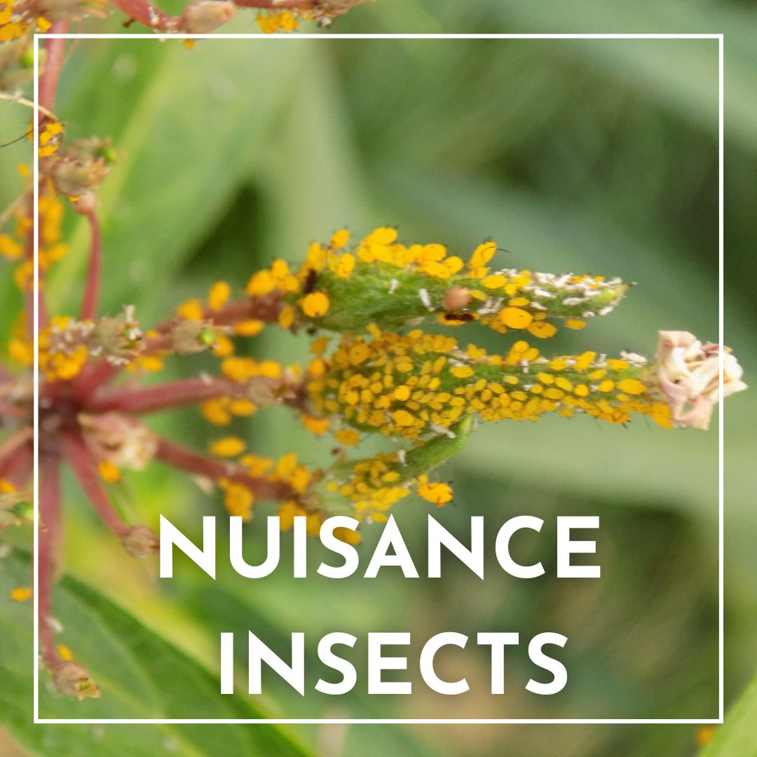 Insects and insect-like pests