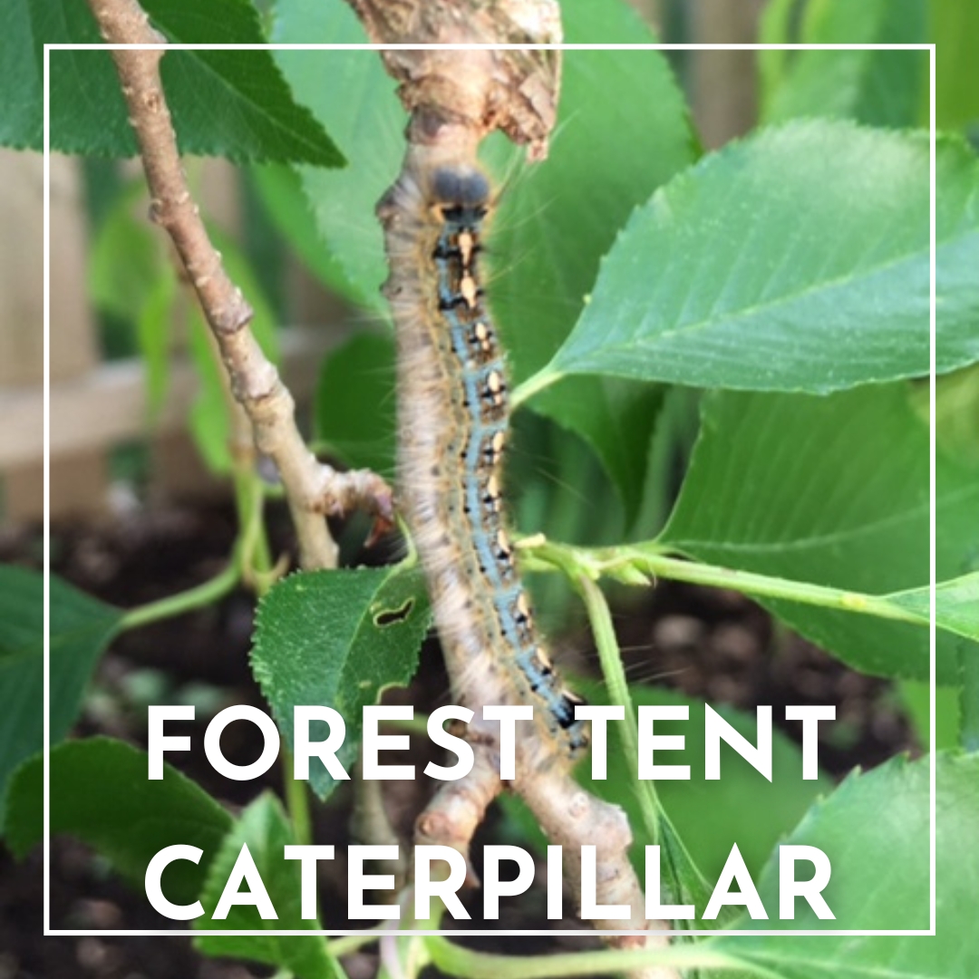 Caterpillars