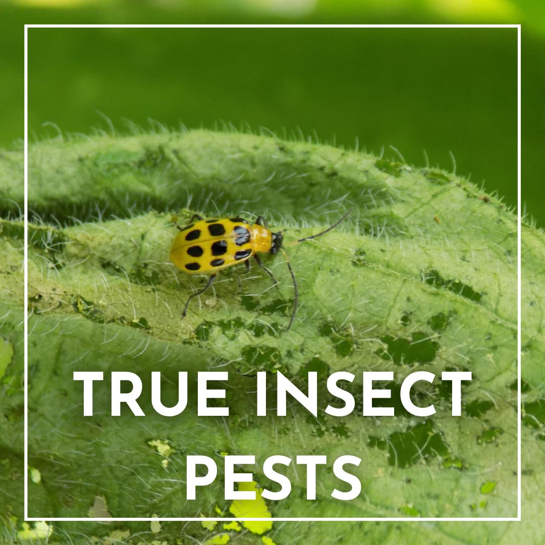 Insects and insect-like pests