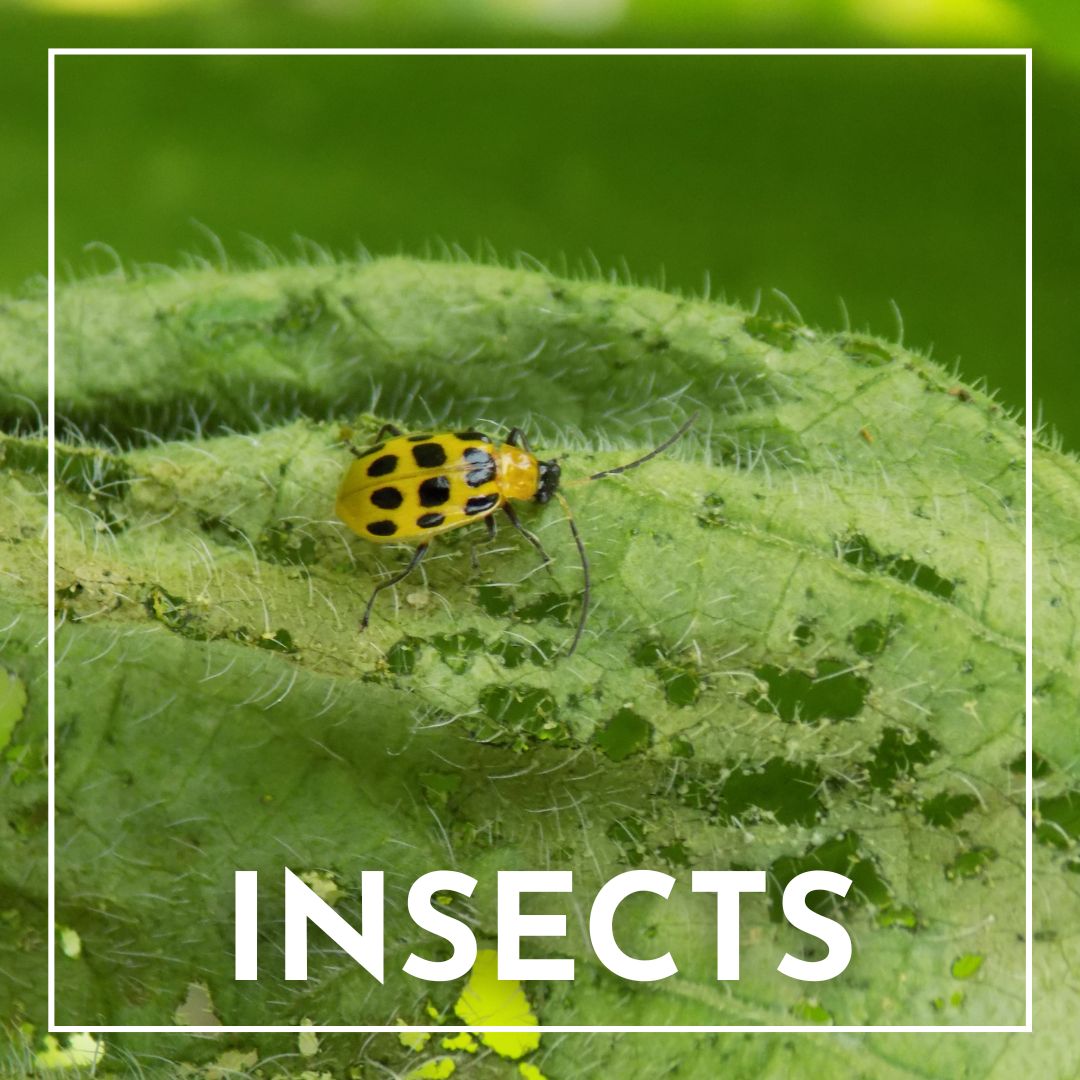 Insects, Pests, and Problems