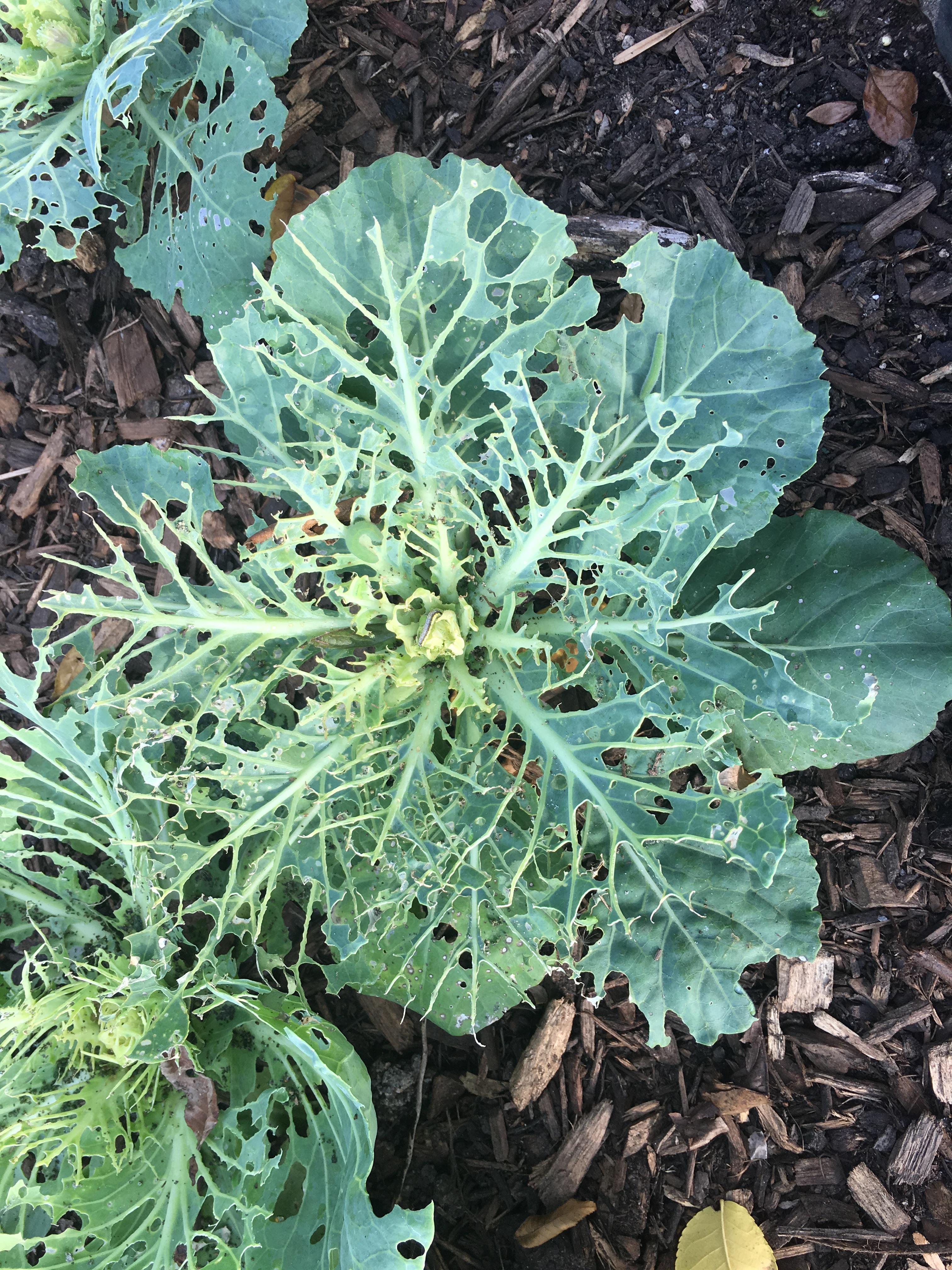 Caterpillars - Surface feeders