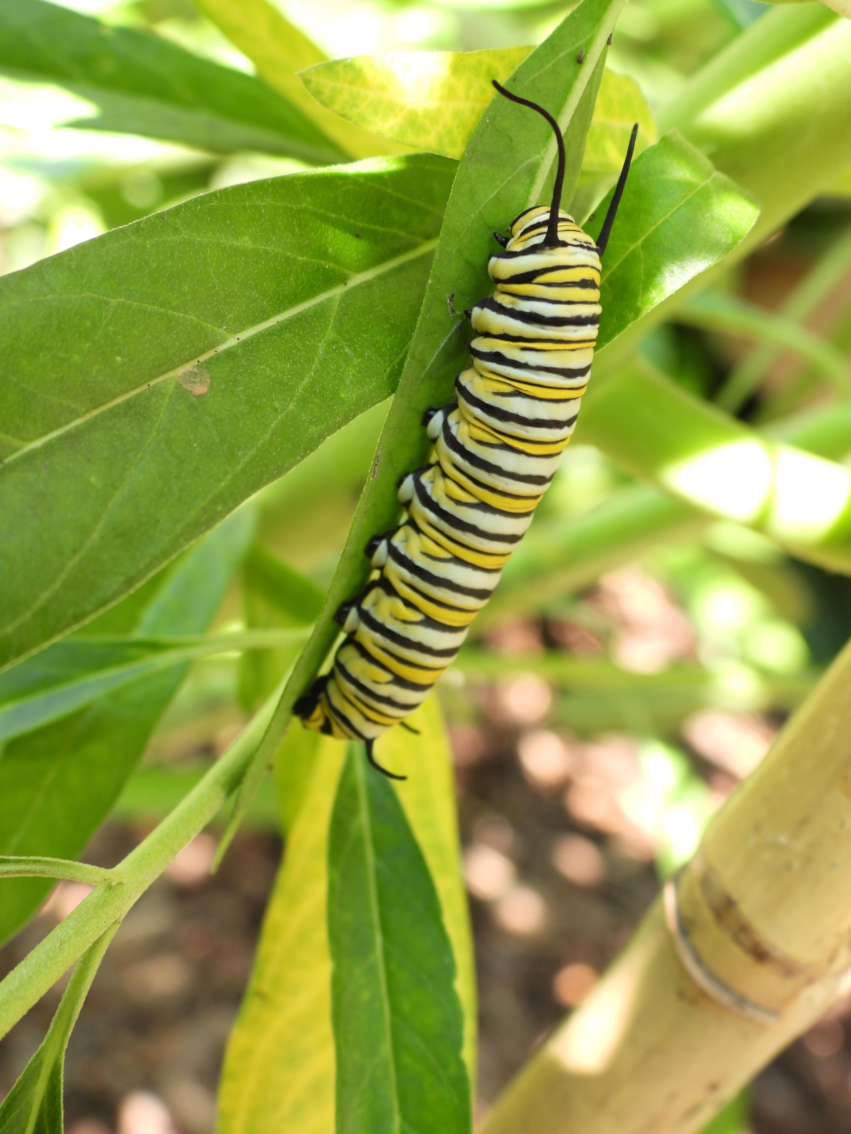 Caterpillars - Surface feeders