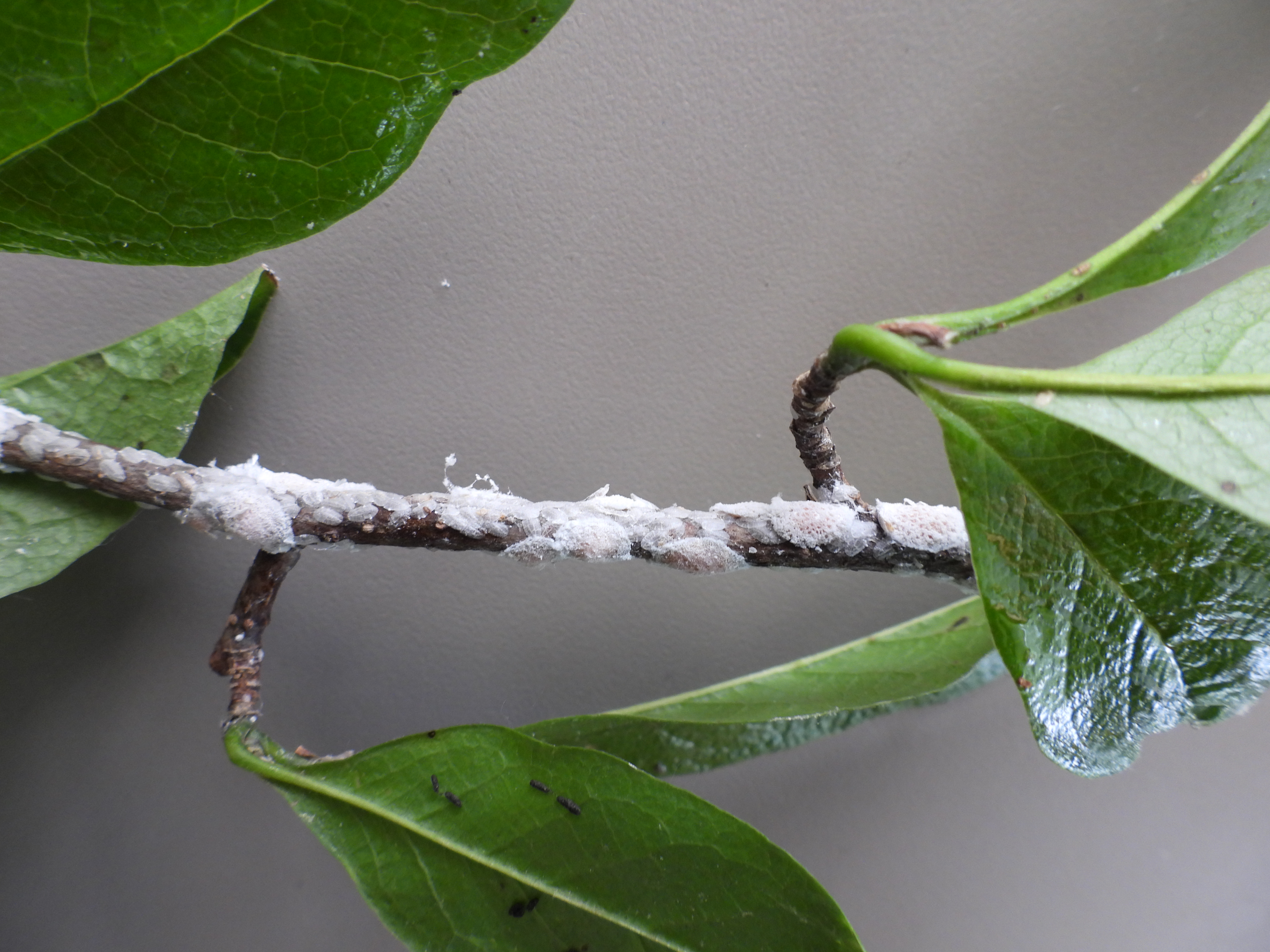 Magnolia and tuliptree scale