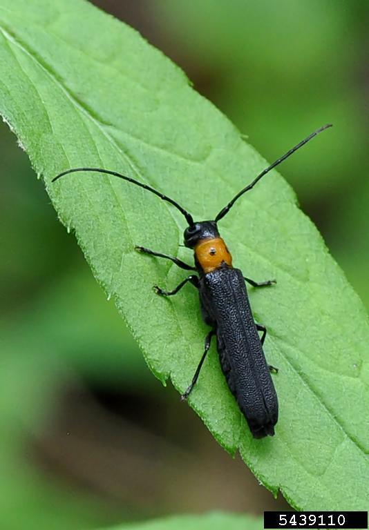 Cane borers in brambles