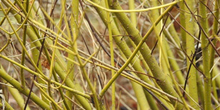 Help for the Home Gardener