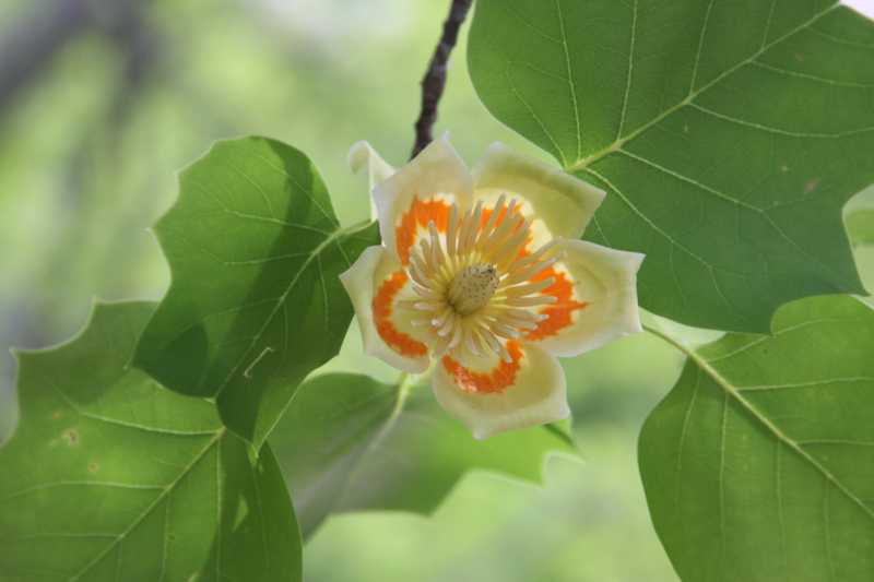 Natives for Home Gardens