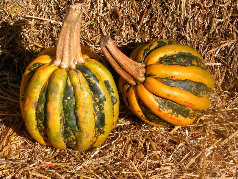 Species Obscurity - Exploring Edible Plant Life