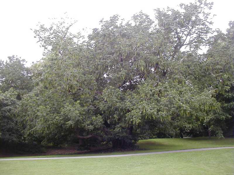Spotlight on the Caucasian Wingnut Tree | CLC Tree Services: The Blog