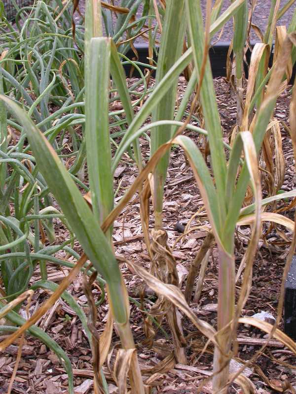 Get to Know Garlic! - Foodology: Dig In!