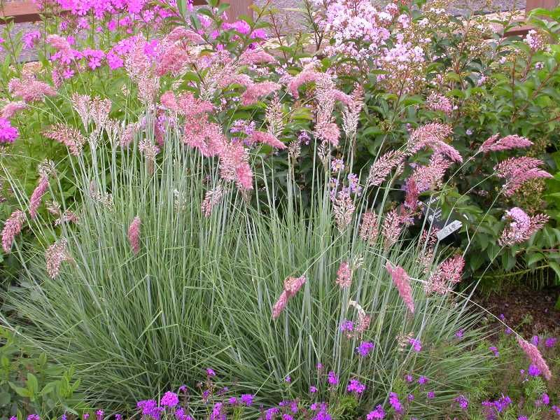 Best Ornamental Grasses