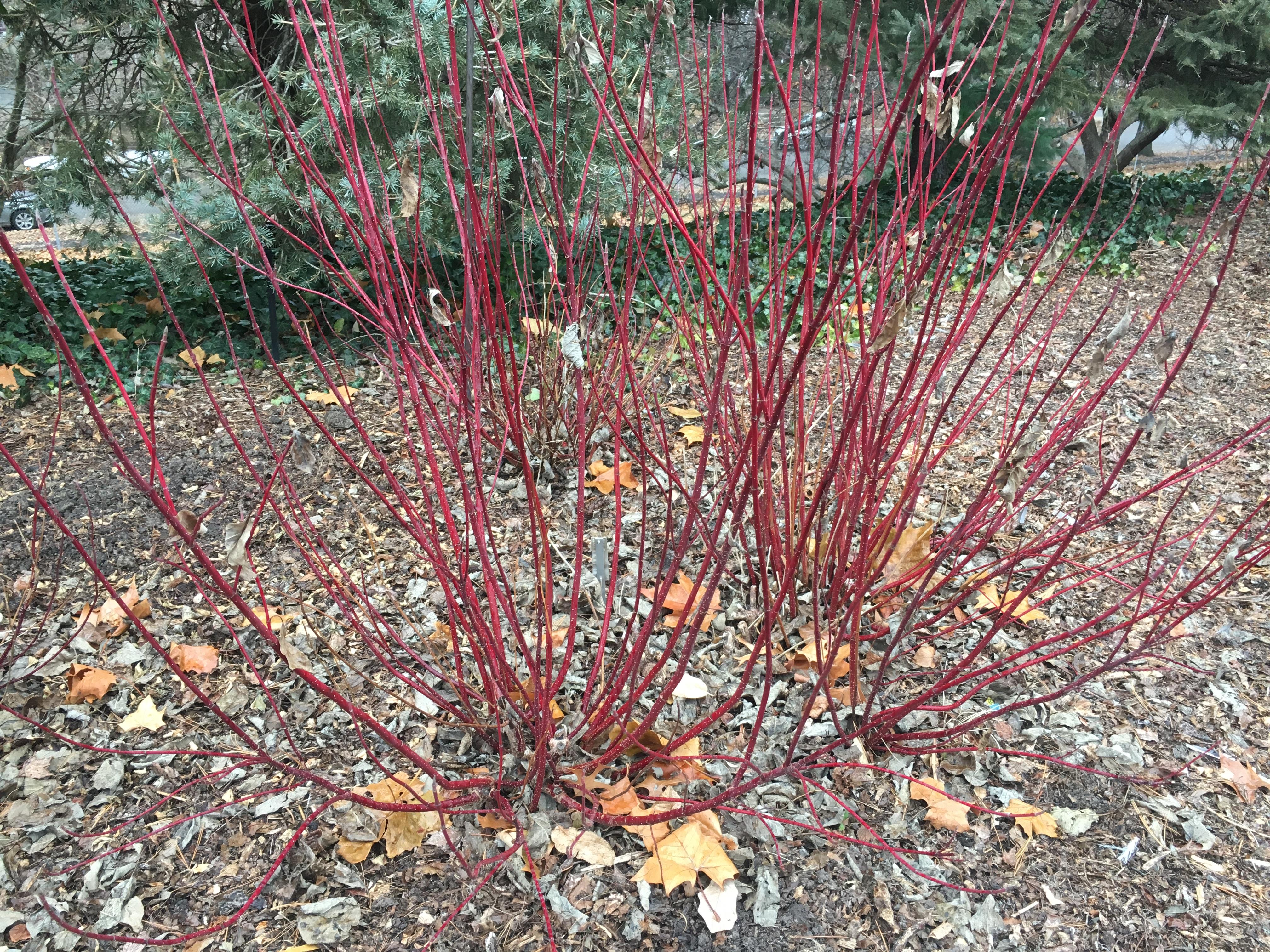 Low-growing Shrubs for St. Louis